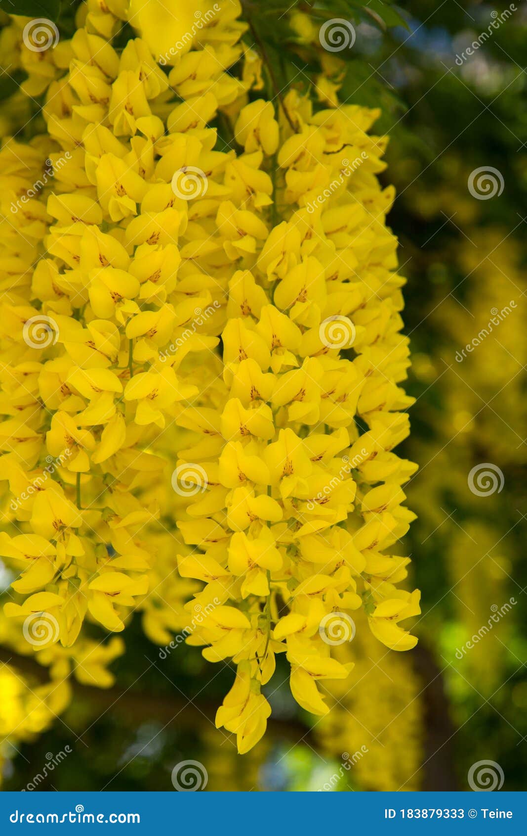 Common Laburnum Laburnum Anagyroides Royalty-Free Stock Photography ...