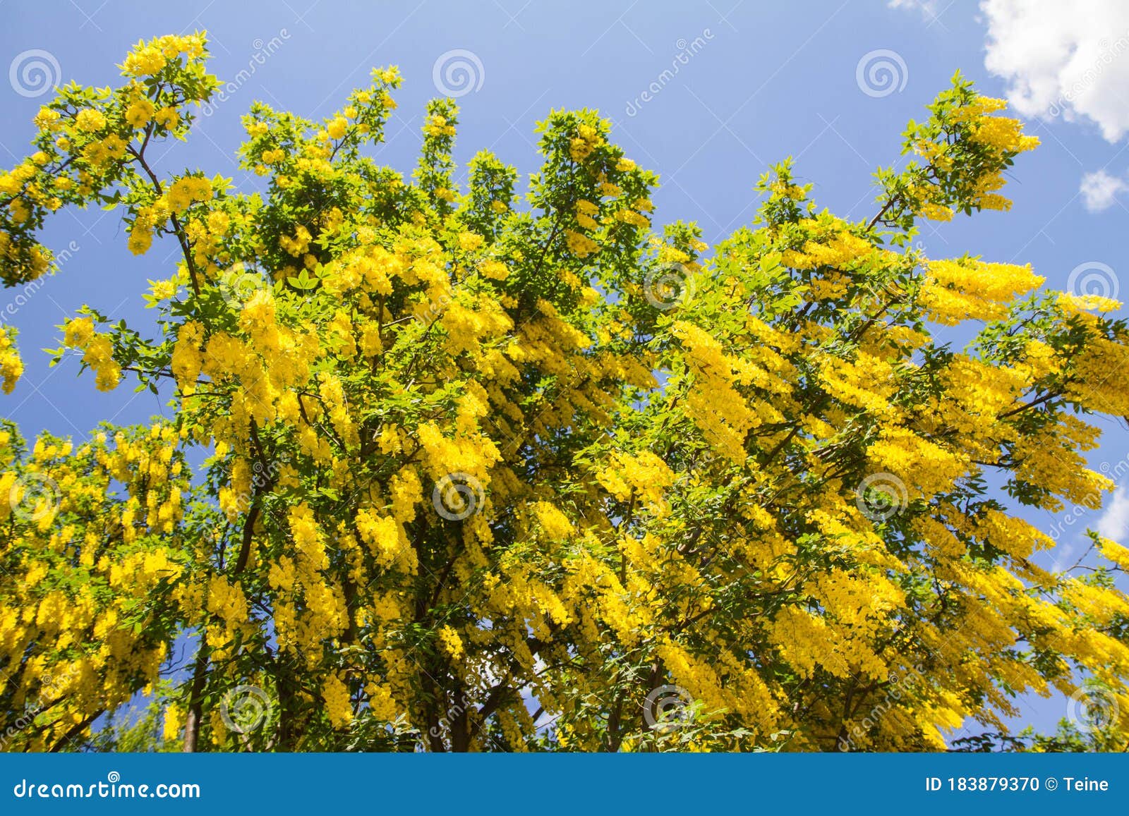 The Common laburnum stock photo. Image of long, laburnum - 183879370