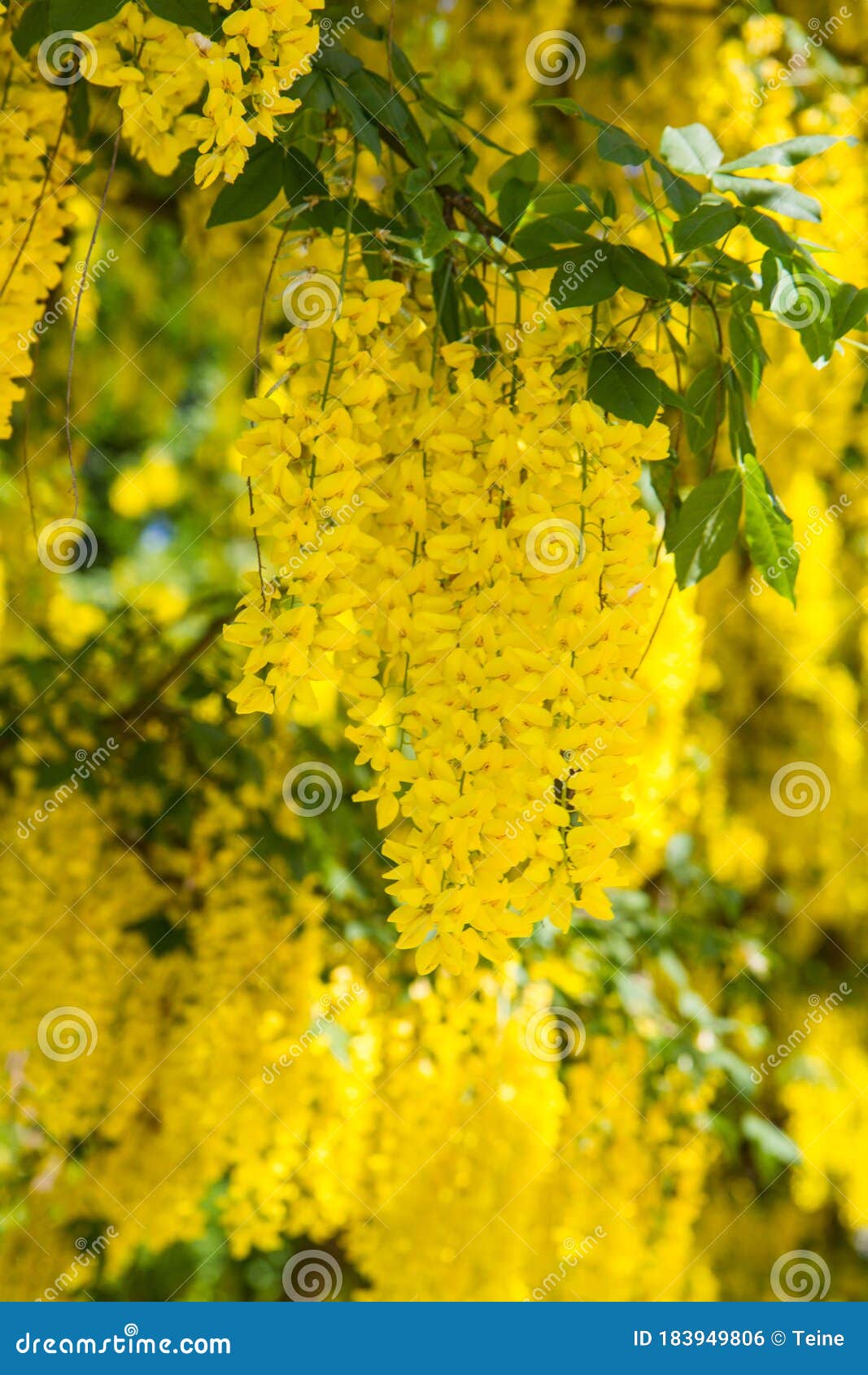 The Common laburnum stock photo. Image of blue, clouds - 183949806