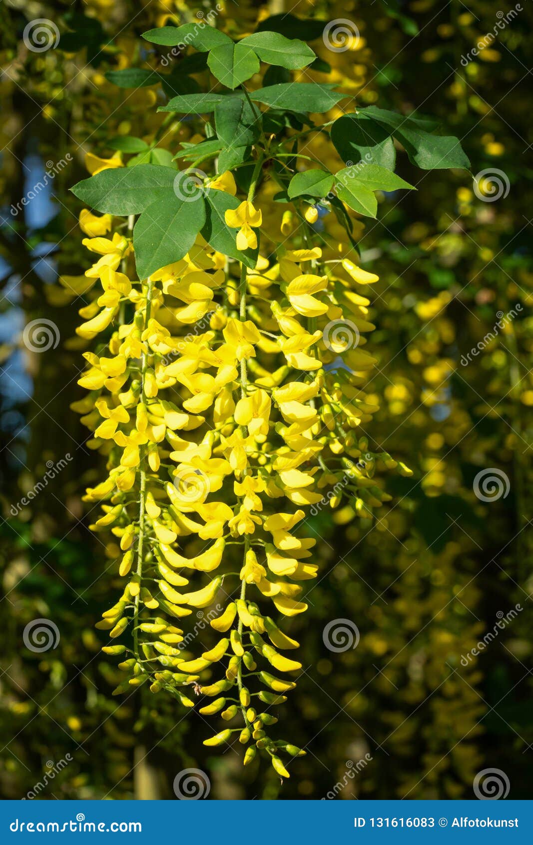 Common Laburnum Laburnum Anagyroides Stock Image - Image of outdoor ...