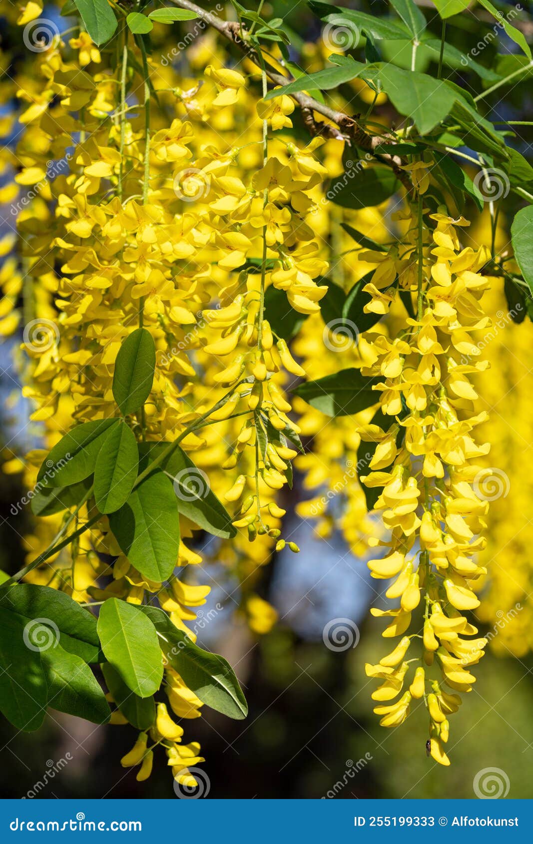 Common Laburnum, Laburnum Anagyroides Stock Image - Image of beauty ...
