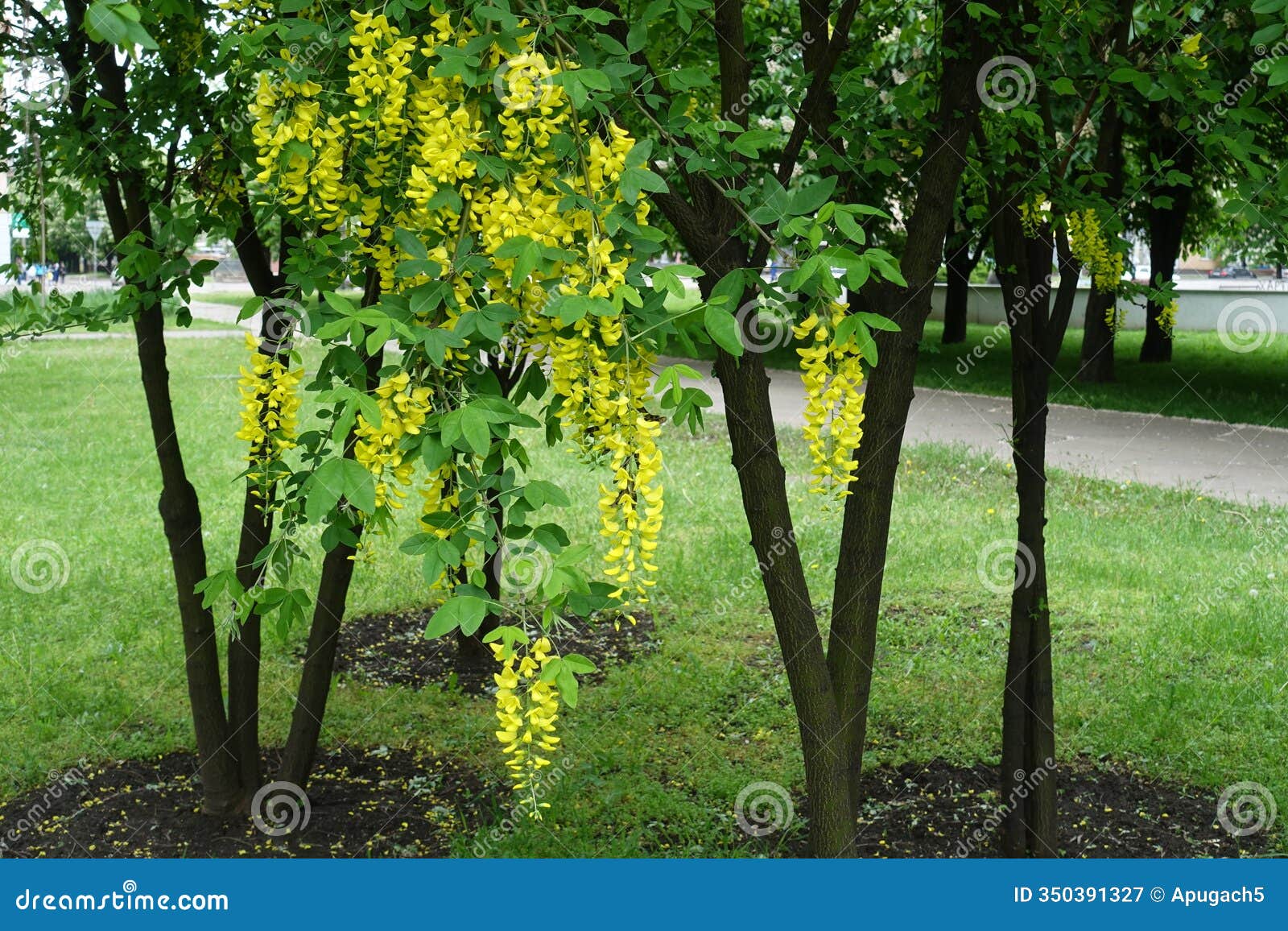 Common Laburnum Bushes in Bloom Stock Image - Image of branch, nature ...