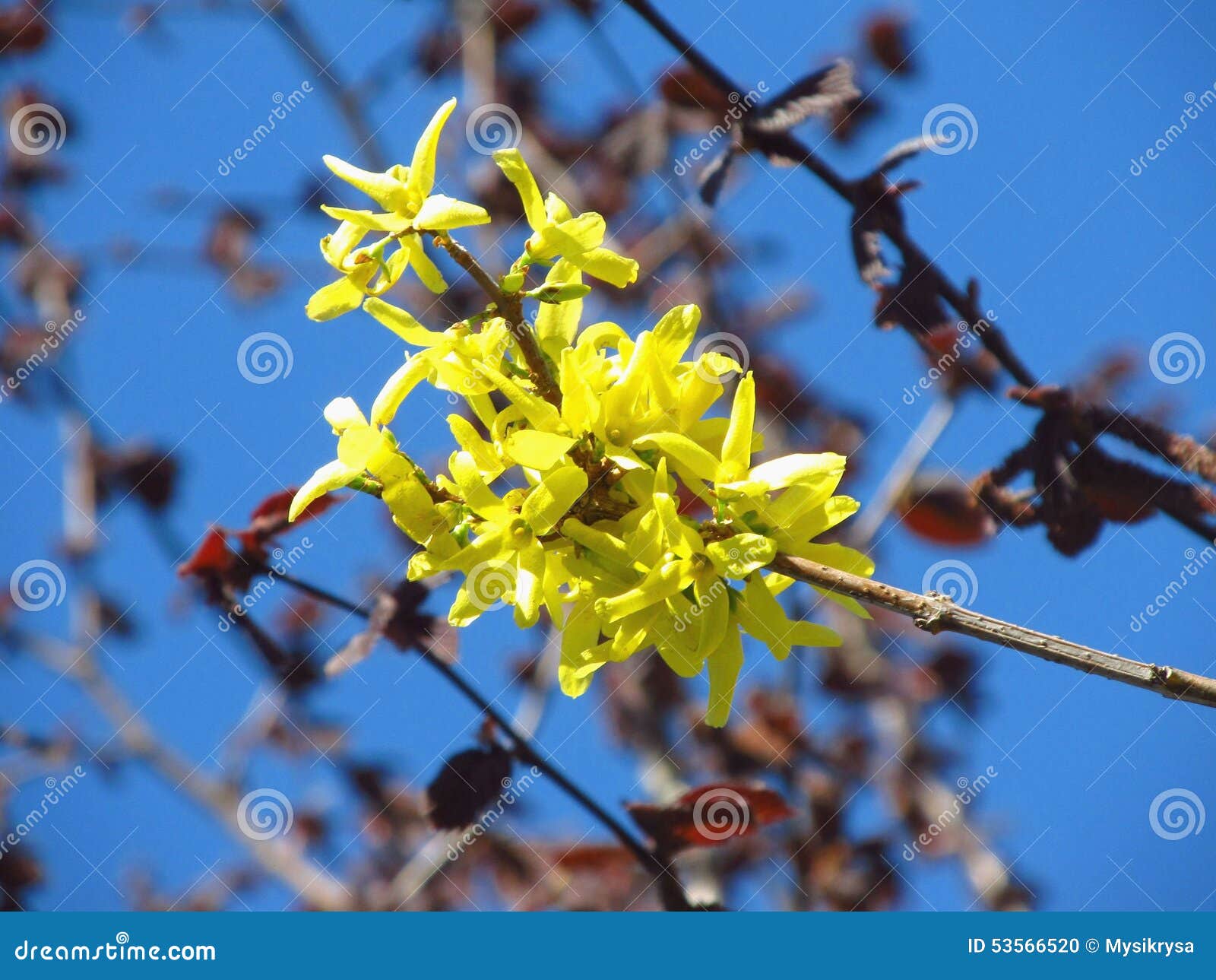 Common Laburnum Dark Tree Stock Photos - Free & Royalty-Free Stock ...