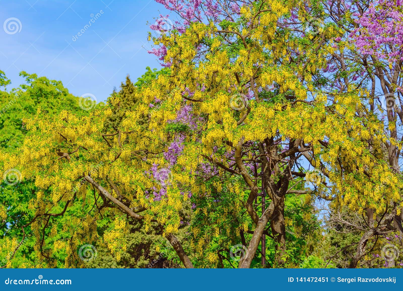 Common Laburnum Laburnum Anagyroides Stock Photo | CartoonDealer.com ...