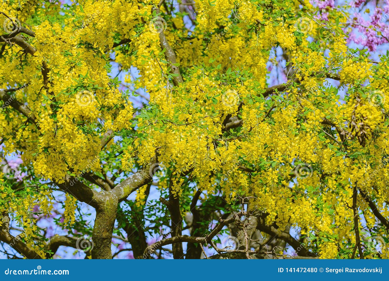 Common Laburnum Laburnum Anagyroides Stock Photo | CartoonDealer.com ...