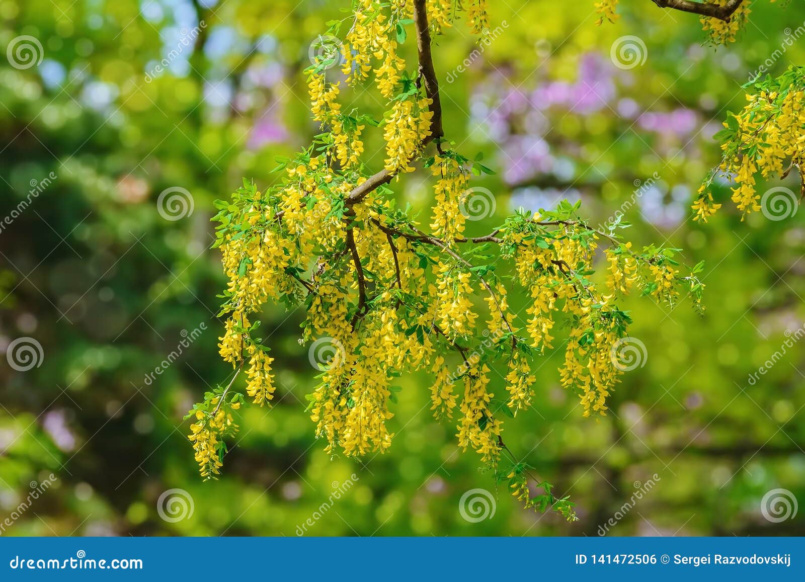 Common Laburnum Laburnum Anagyroides Stock Photo | CartoonDealer.com ...
