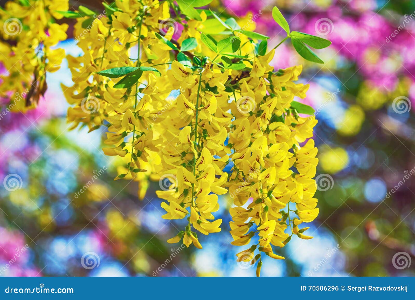 Common Laburnum Flowers stock photo. Image of golden - 70506296