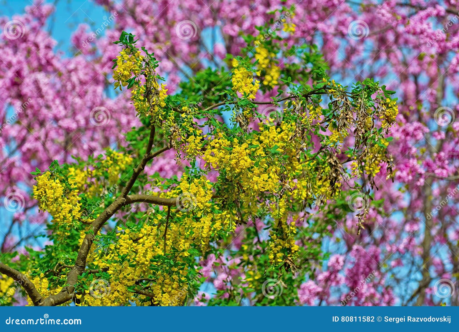 Common Laburnum Laburnum Anagyroides Stock Photo | CartoonDealer.com ...