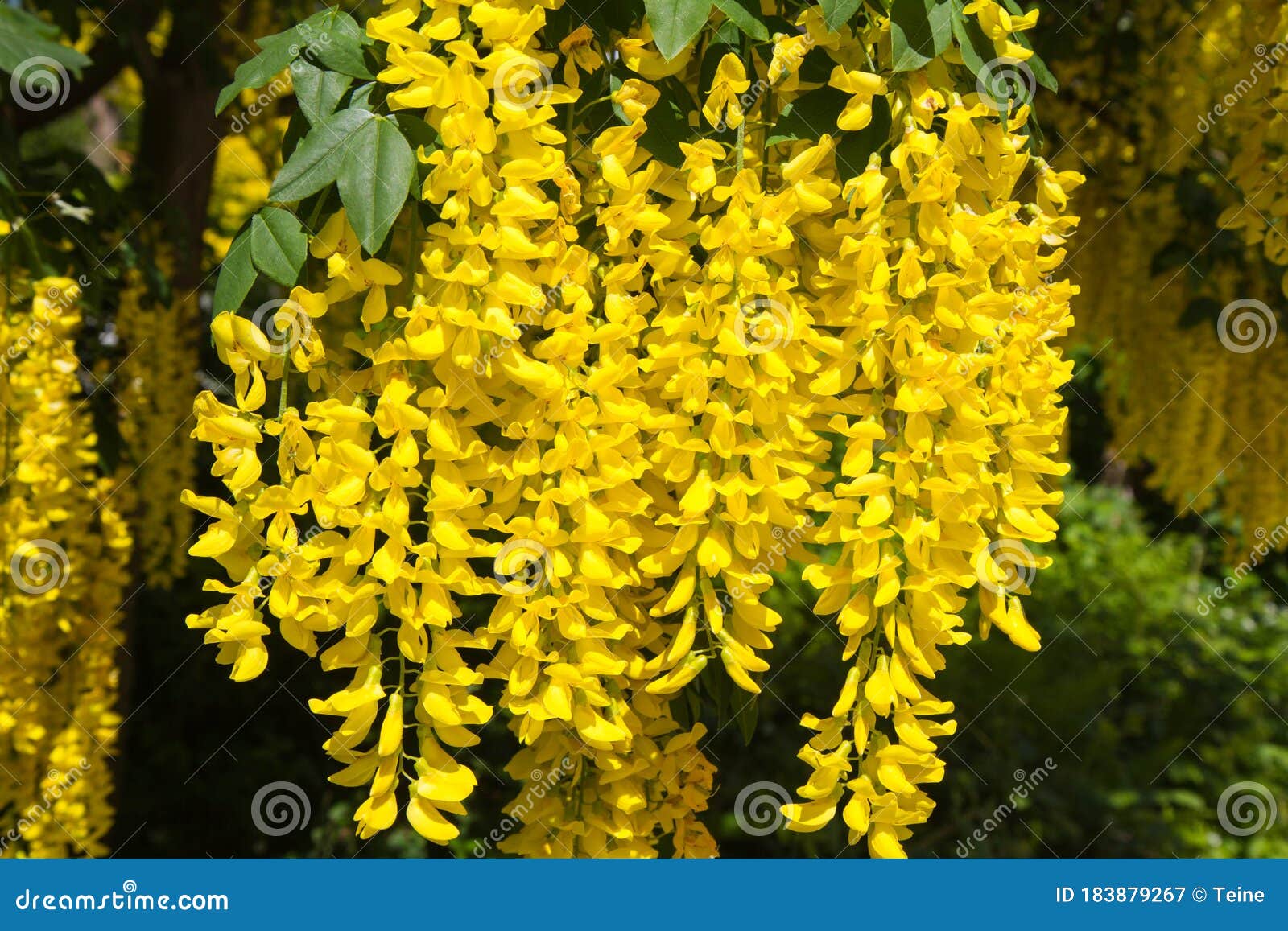 The Common laburnum stock image. Image of landscape - 183879267