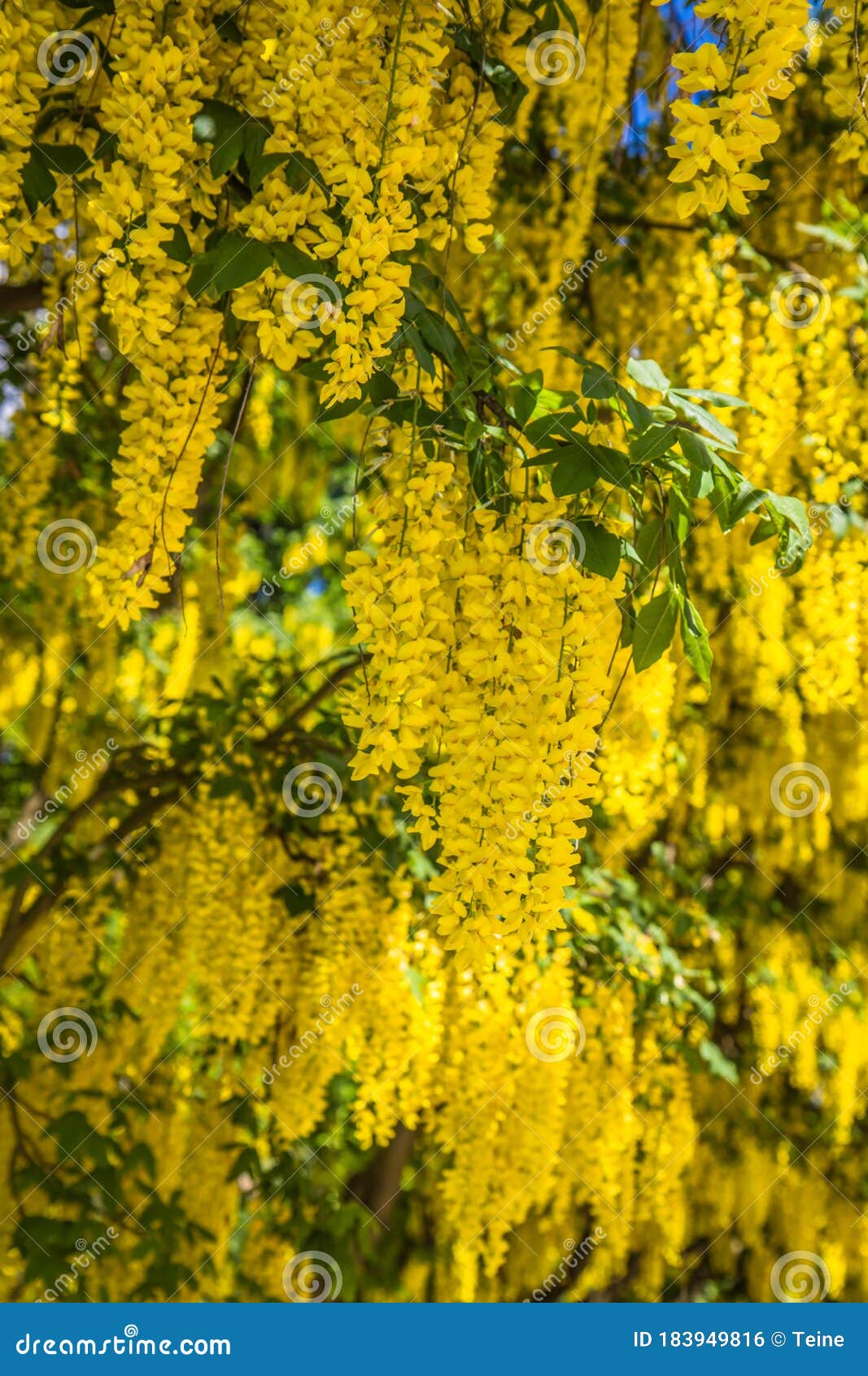 The Common laburnum stock photo. Image of green, botany - 183949816