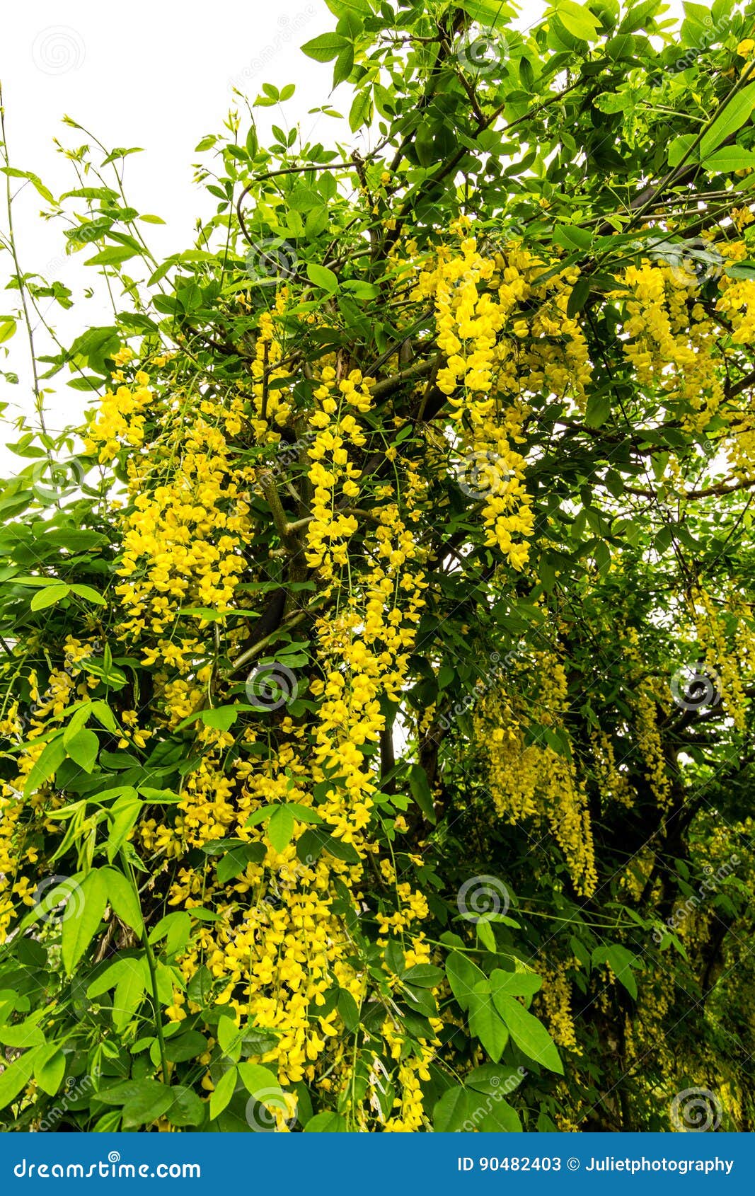 Common Laburnum Laburnum Anagyroides in Full Flower Stock Image - Image ...
