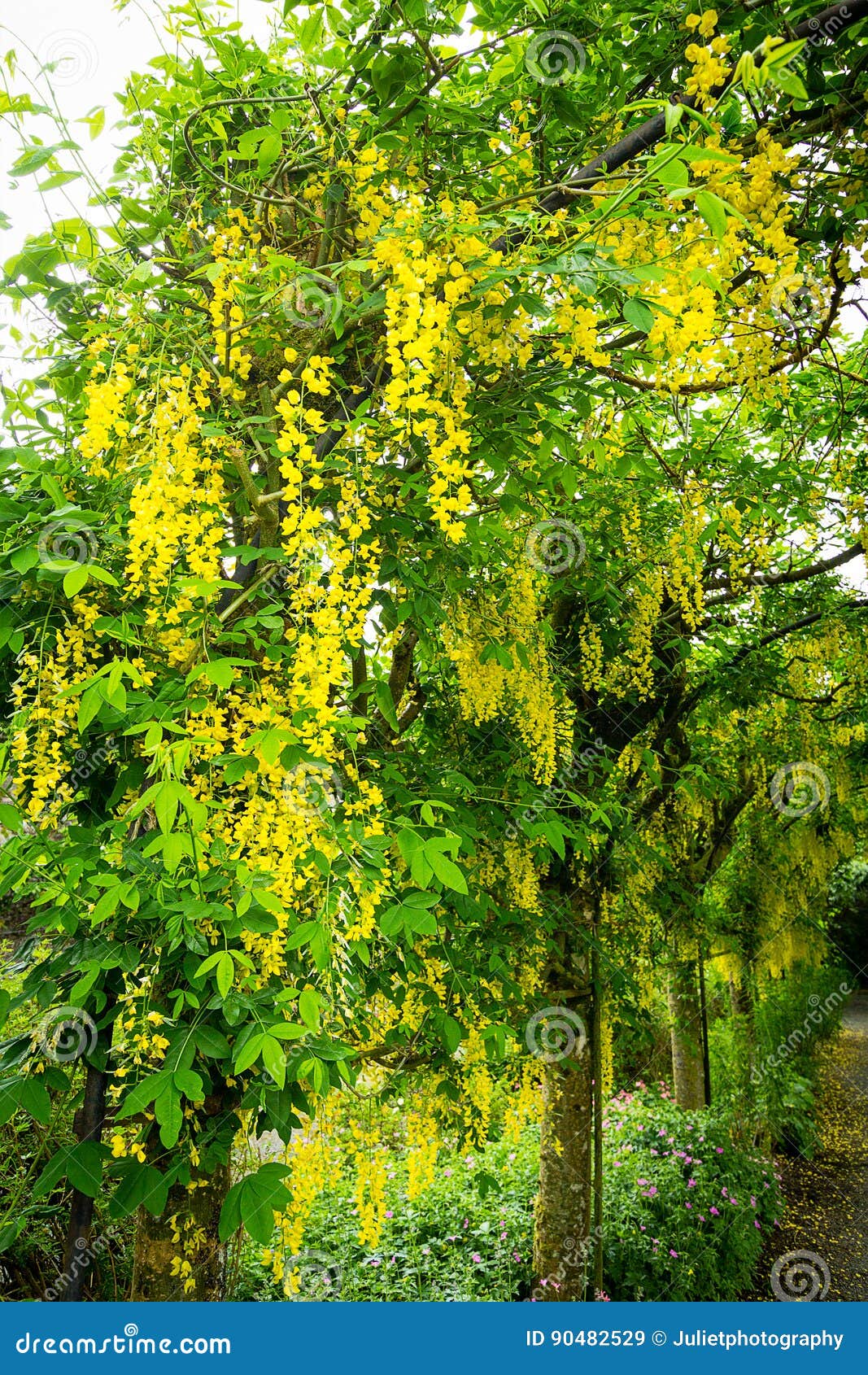 Common Laburnum Laburnum Anagyroides in Full Flower Stock Image - Image ...