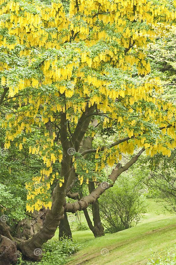 Common Laburnum tree stock photo. Image of plant, yellow - 14710256