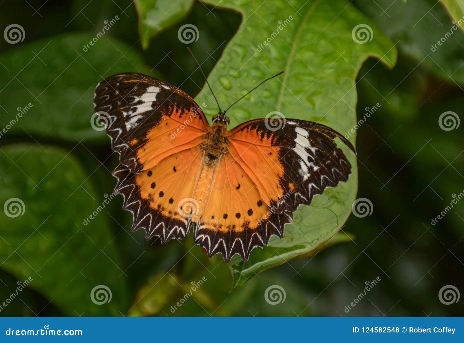 Common Lacewing Butterfly Posed on a Flower Stock Photo - Image of ...