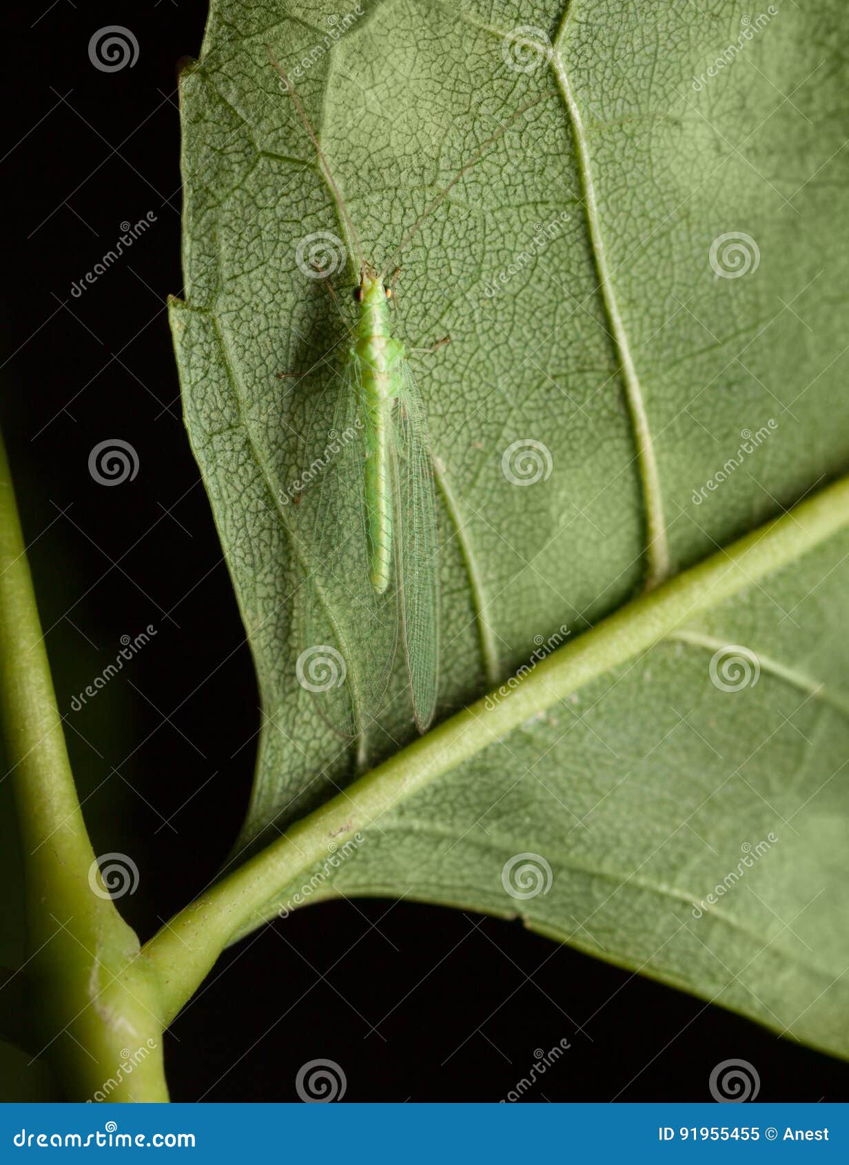 Common lacewing stock image. Image of wildlife, wild - 91955455