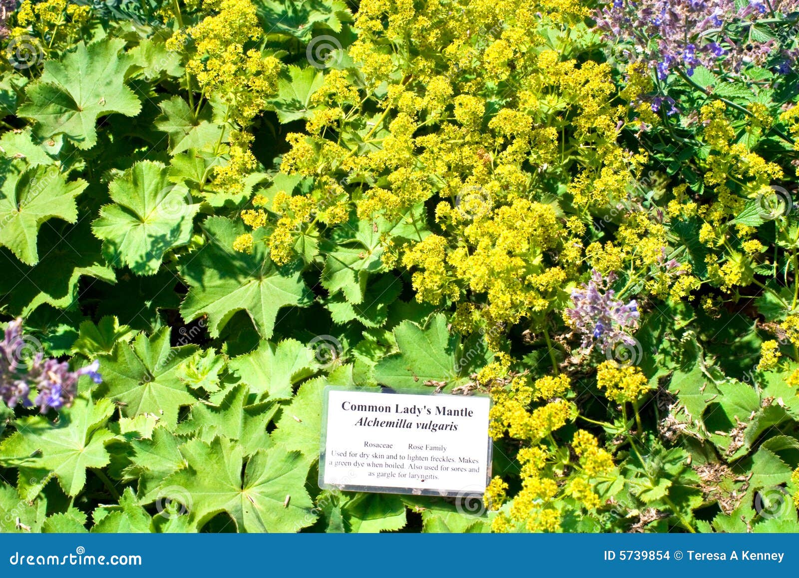 Common Lady s Mantle stock photo. Image of outdoor, green - 5739854
