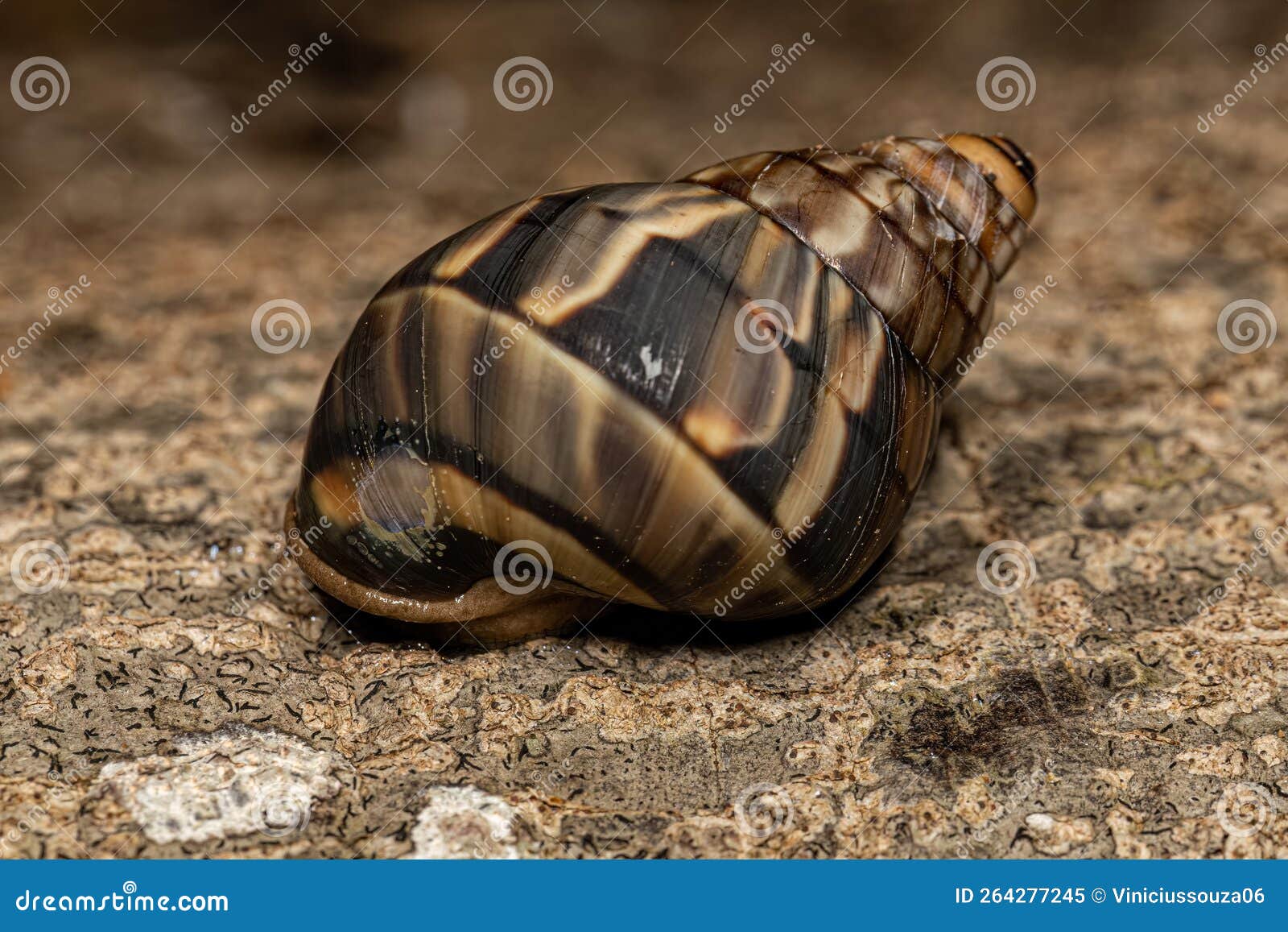 Common Land Snail stock image. Image of mollusk, helicina - 264277245