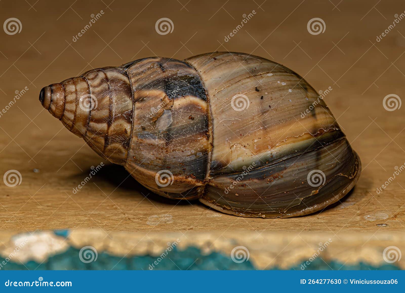 Common Land Snail stock photo. Image of euthyneura, mollusc - 264277630