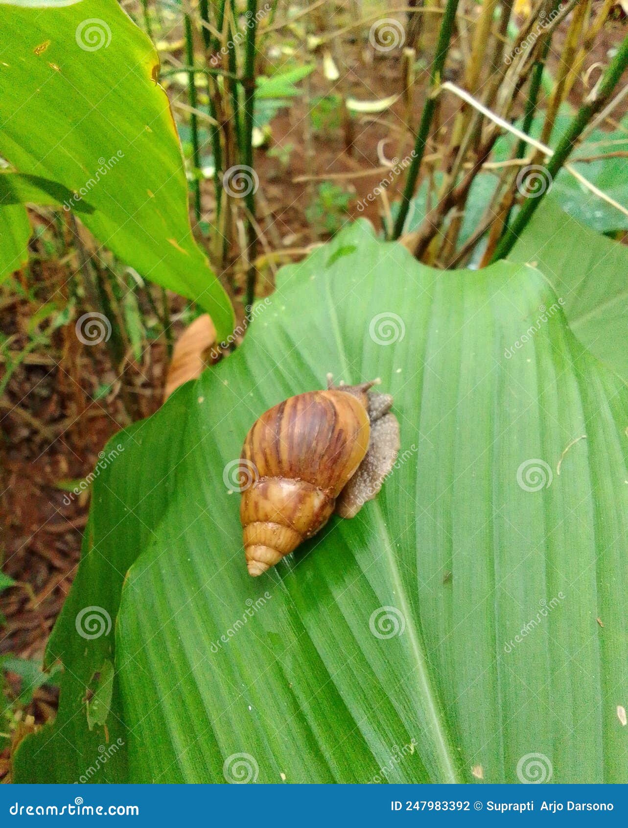 Common Land Snails are Brown with a Hard Shell and Live in Trees Stock ...