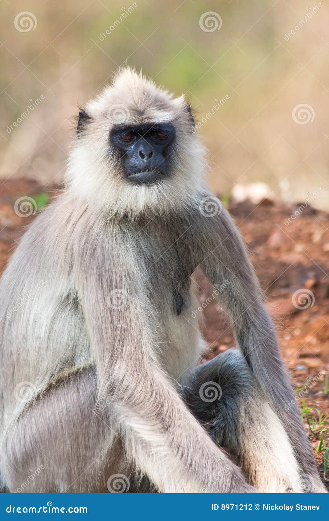 Common Langur Relaxing stock photo. Image of face, grey - 8971212