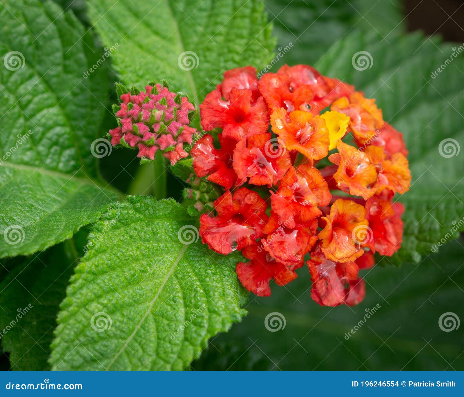 Common Lantana - Lantana Camara Stock Photo - Image of wild, tangerine ...