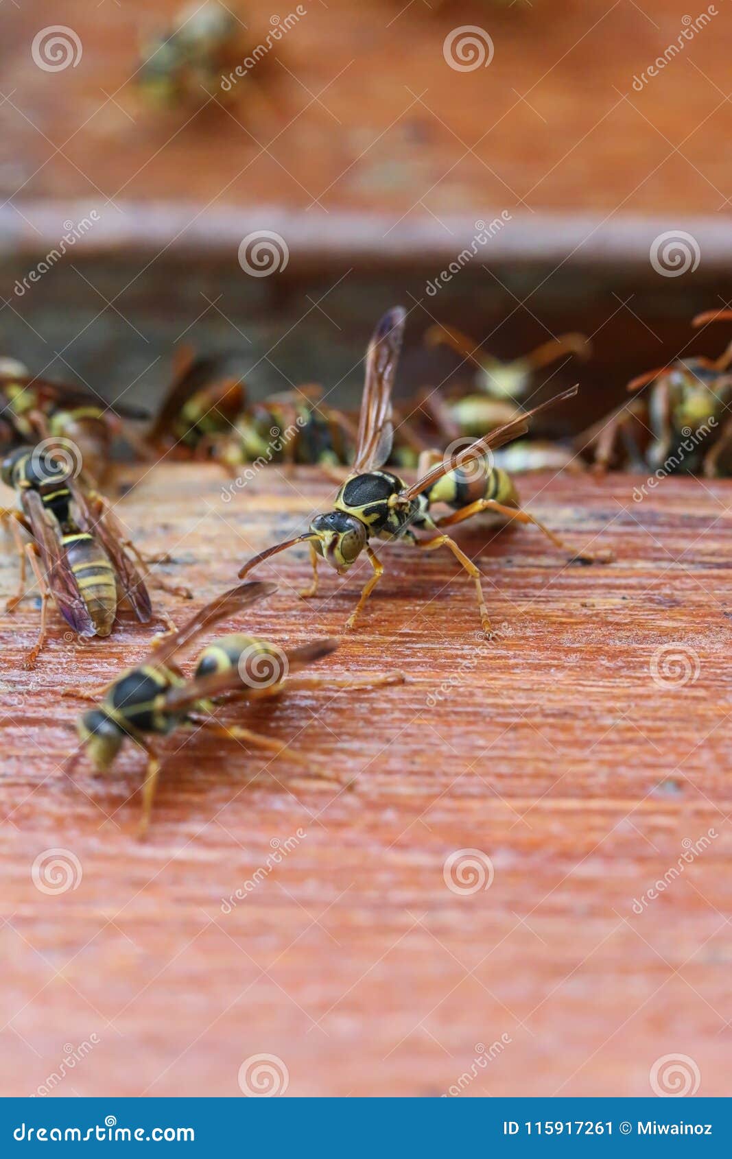 Common Large Paper Wasps stock image. Image of dangerous - 115917261