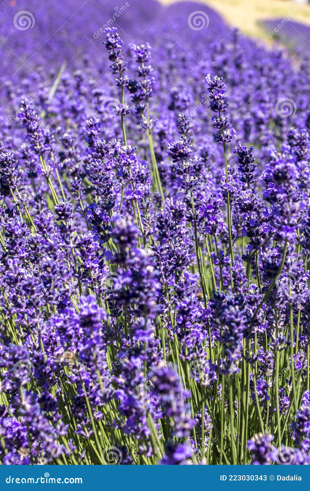 Common Lavender Lavandula Angustifolia Stock Image - Image of bloom ... Common Lavender Lavandula Angustifolia Stock Image - Image of bloom ...