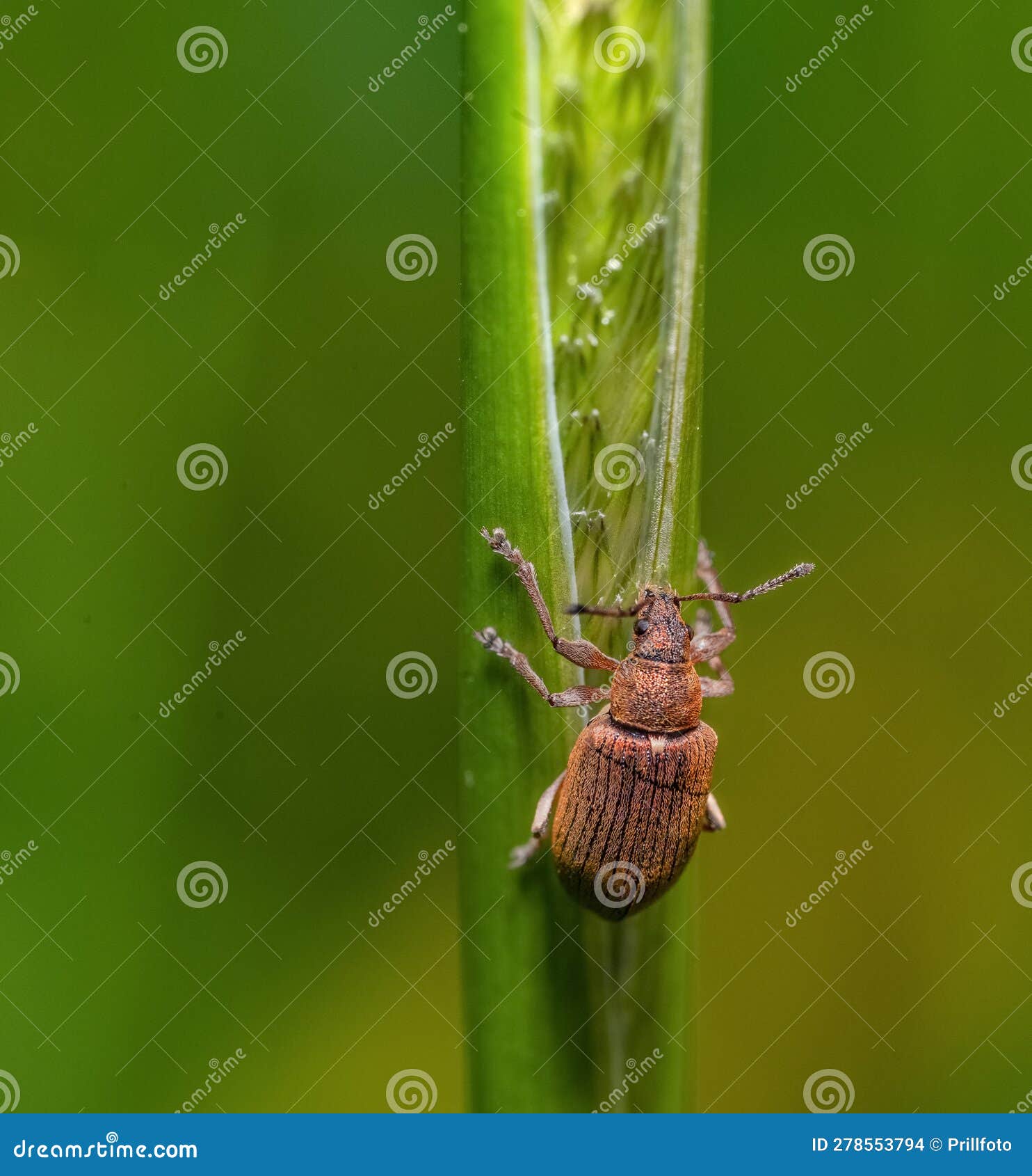 Common leaf weevil stock photo. Image of grass, weevil - 278553794