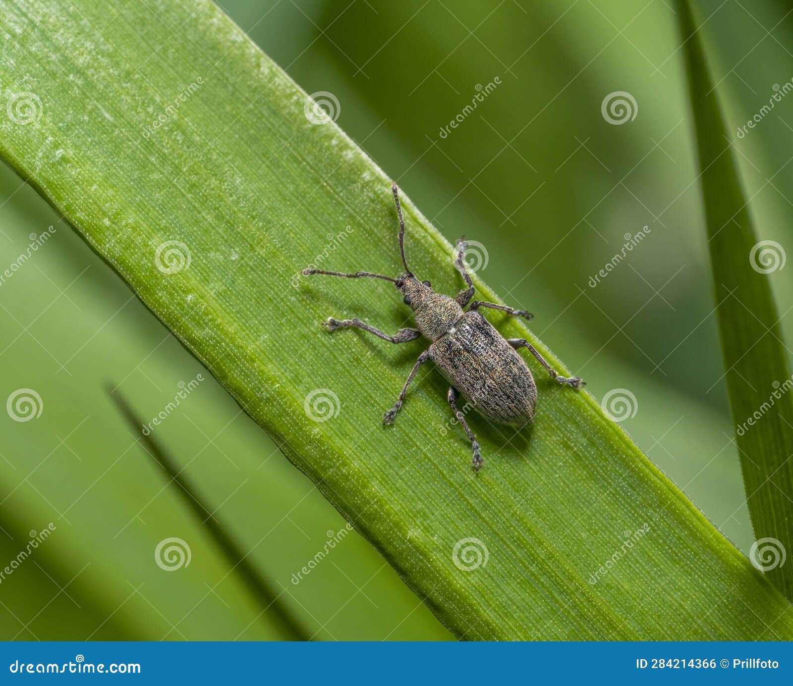 Common leaf weevil stock photo. Image of natural, common - 284214366