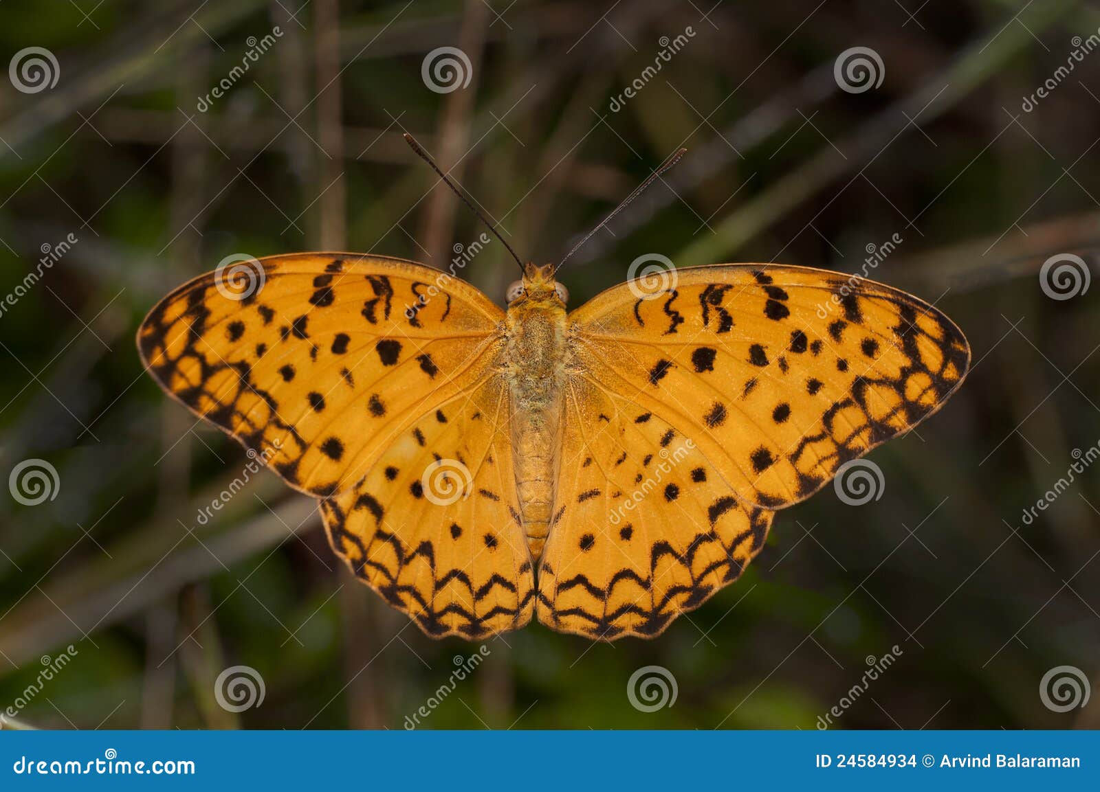 Common Leopard Butterfly stock photo. Image of color - 24584934