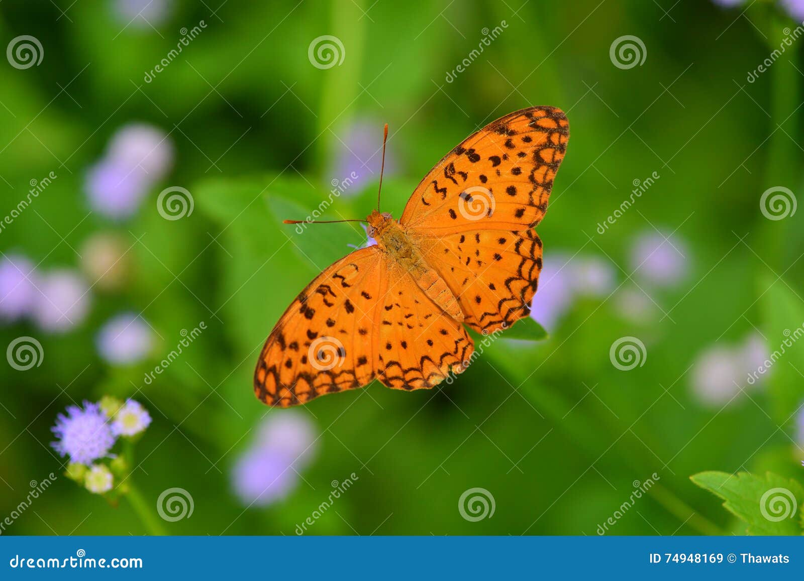 Common Leopard Butterfly stock image. Image of thailand - 74948169
