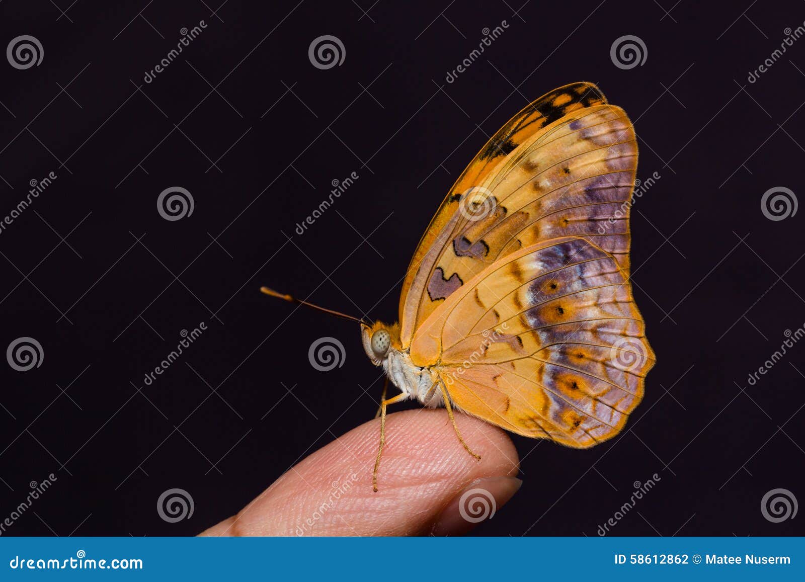 Common Leopard butterfly stock photo. Image of macro - 58612862