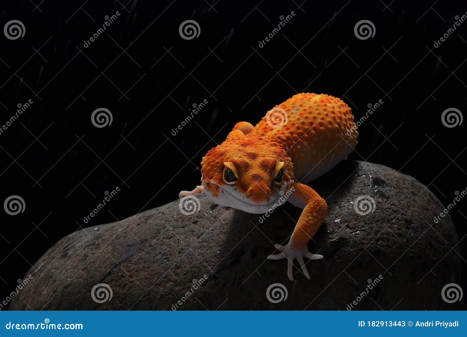 Common leopard gecko stock image. Image of reptiles - 182913443