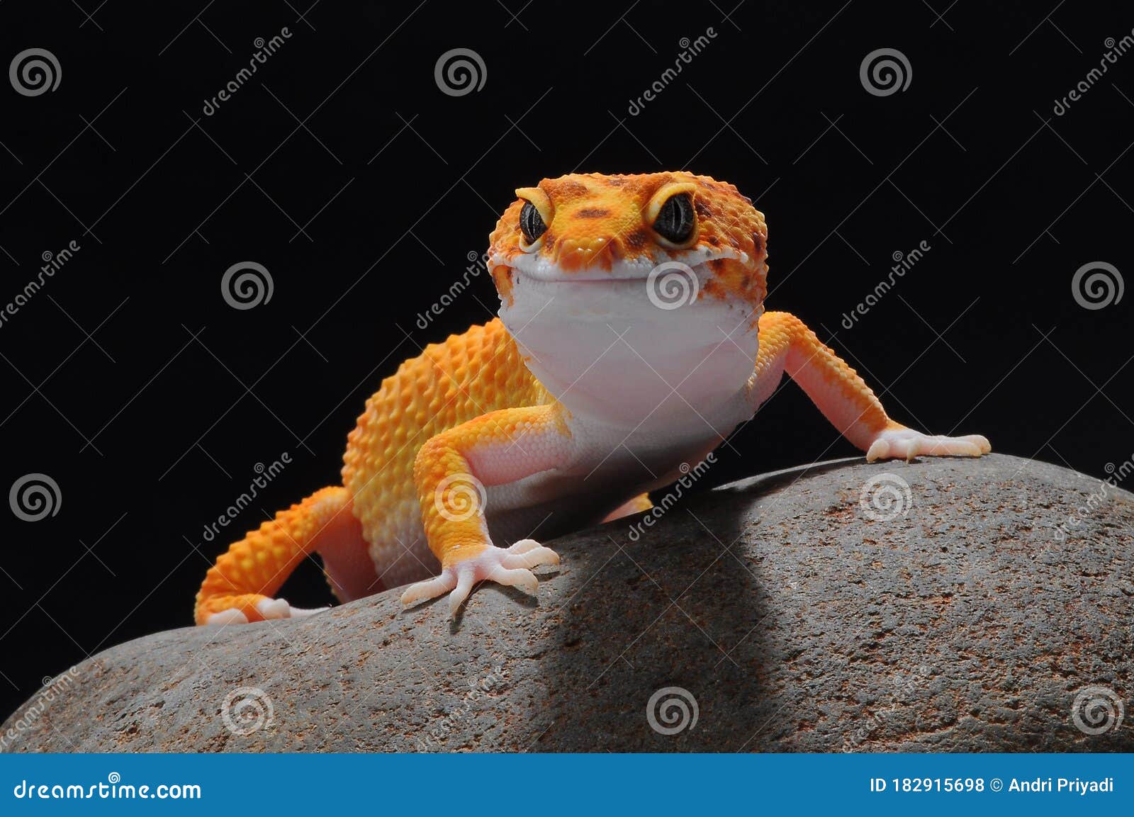 Common Leopard Gecko Royalty-Free Stock Image | CartoonDealer.com ...