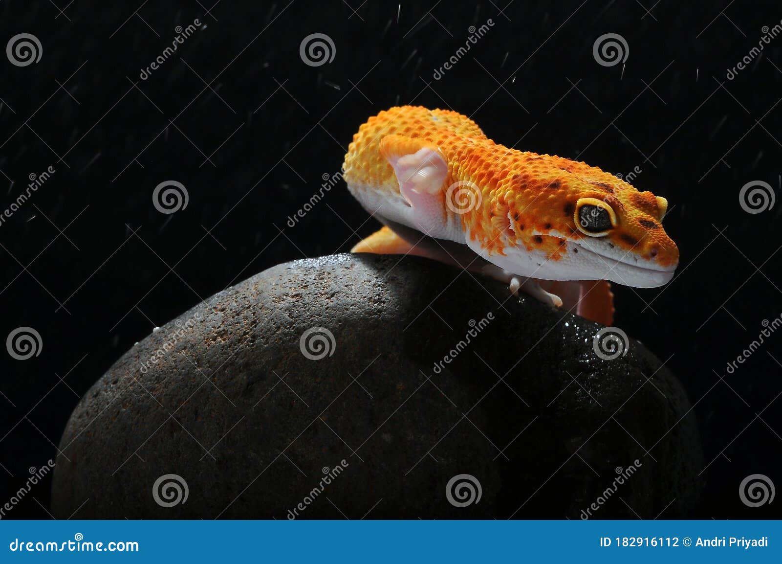 Common leopard gecko stock photo. Image of gecko, reptiles - 182916112