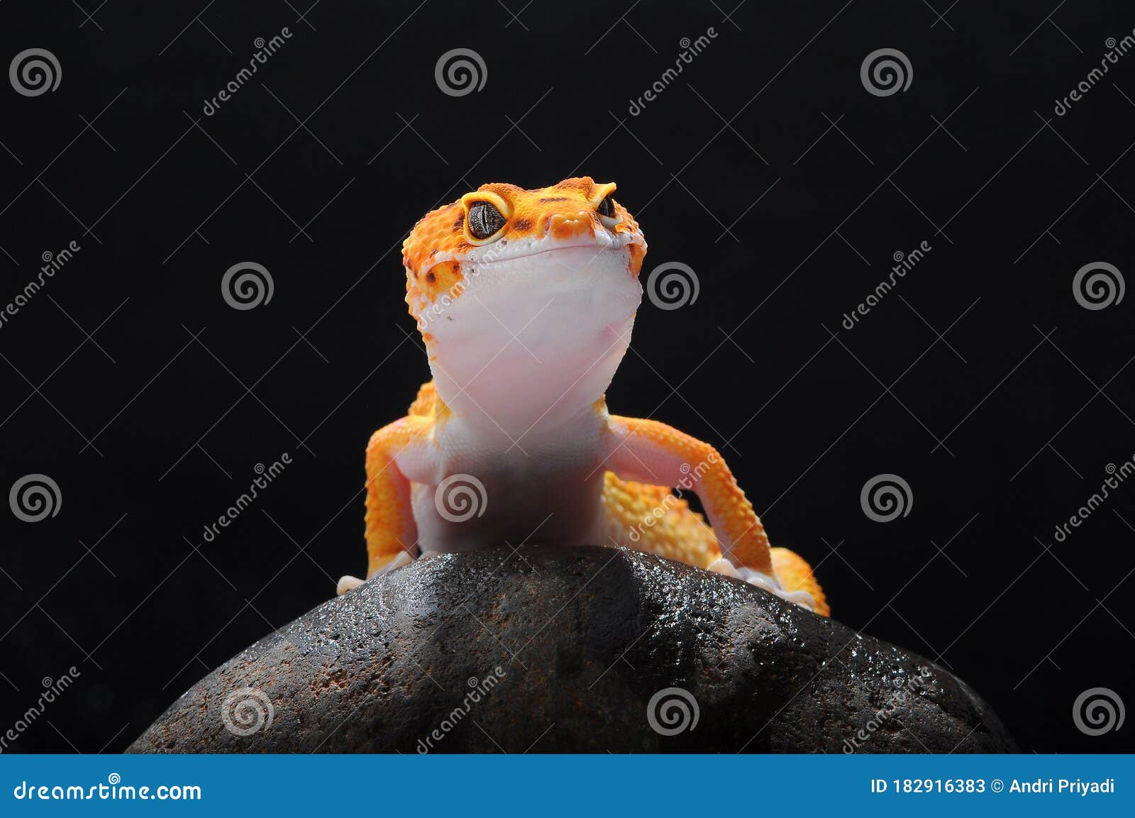 Common leopard gecko stock image. Image of orange, common - 182916383