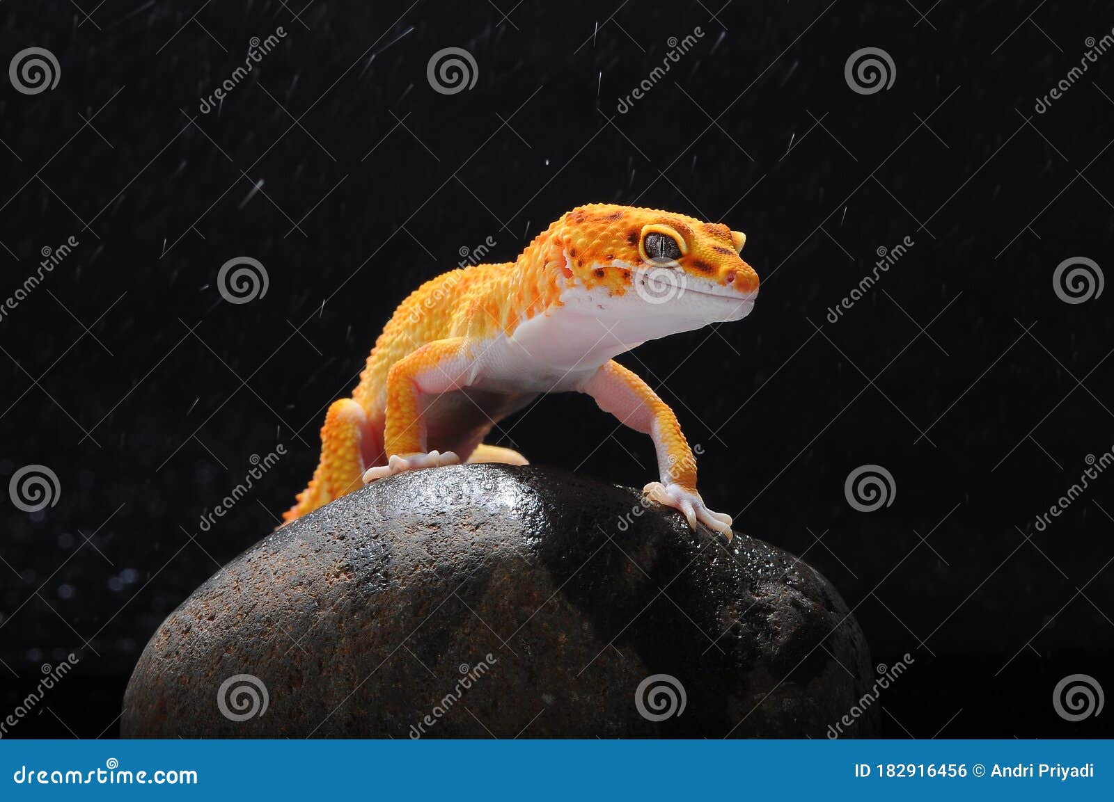 Common leopard gecko stock photo. Image of lizard, orange - 182916456