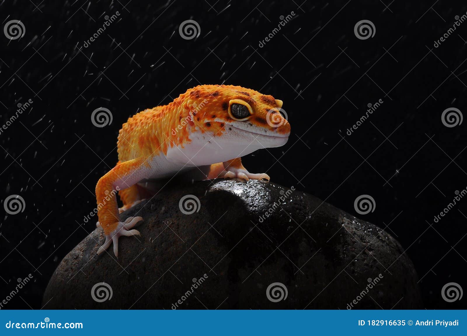 Common leopard gecko stock image. Image of leopard, animals - 182916635