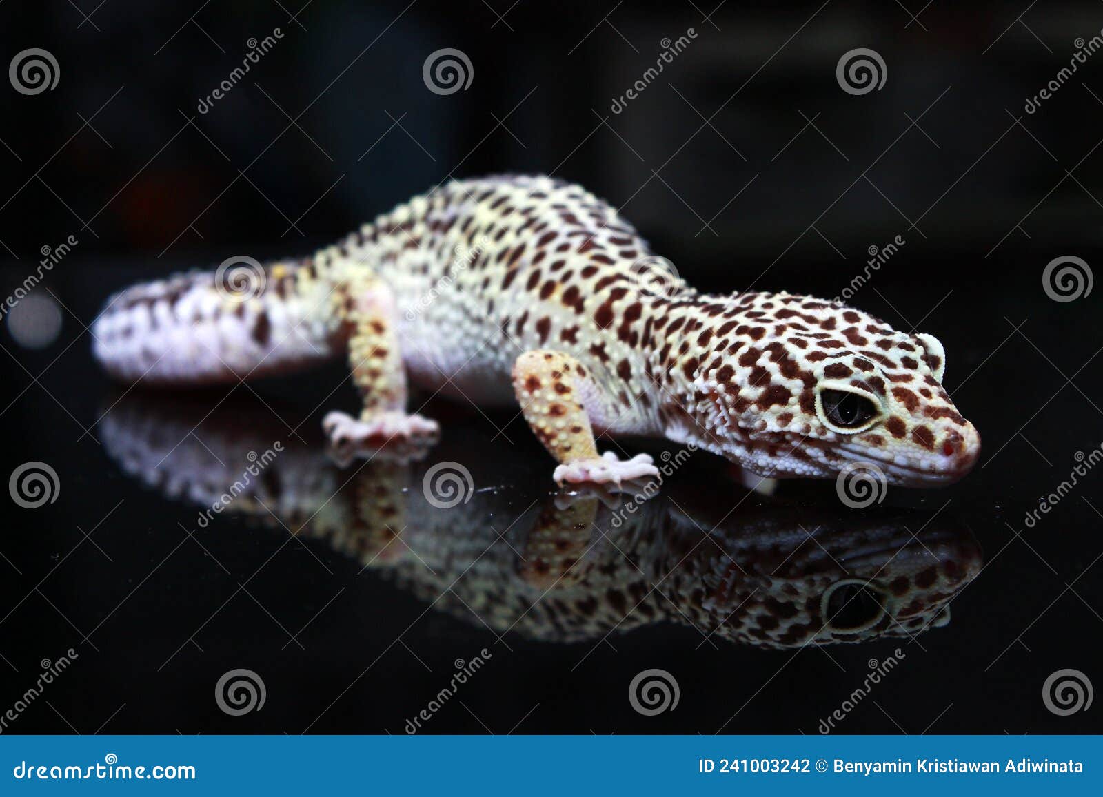An common leopard gecko stock photo. Image of ordinary - 241003242