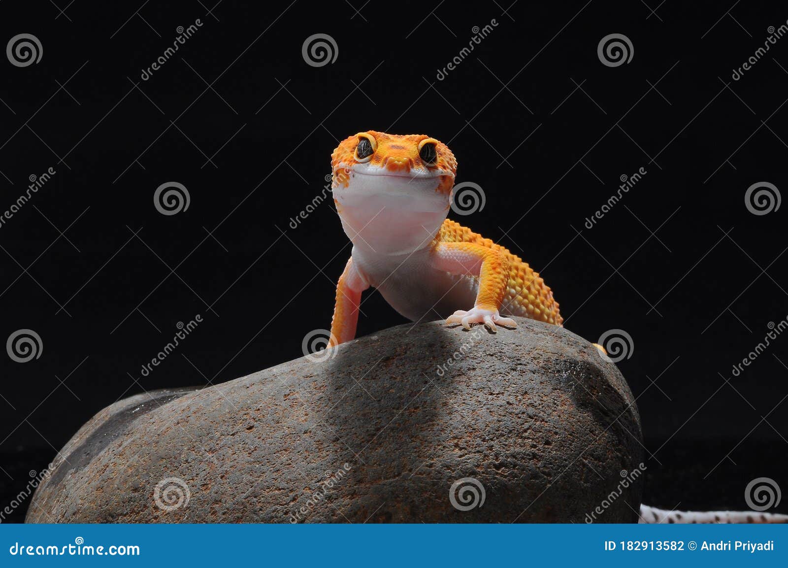 Common leopard gecko stock photo. Image of color, reptiles - 182913582