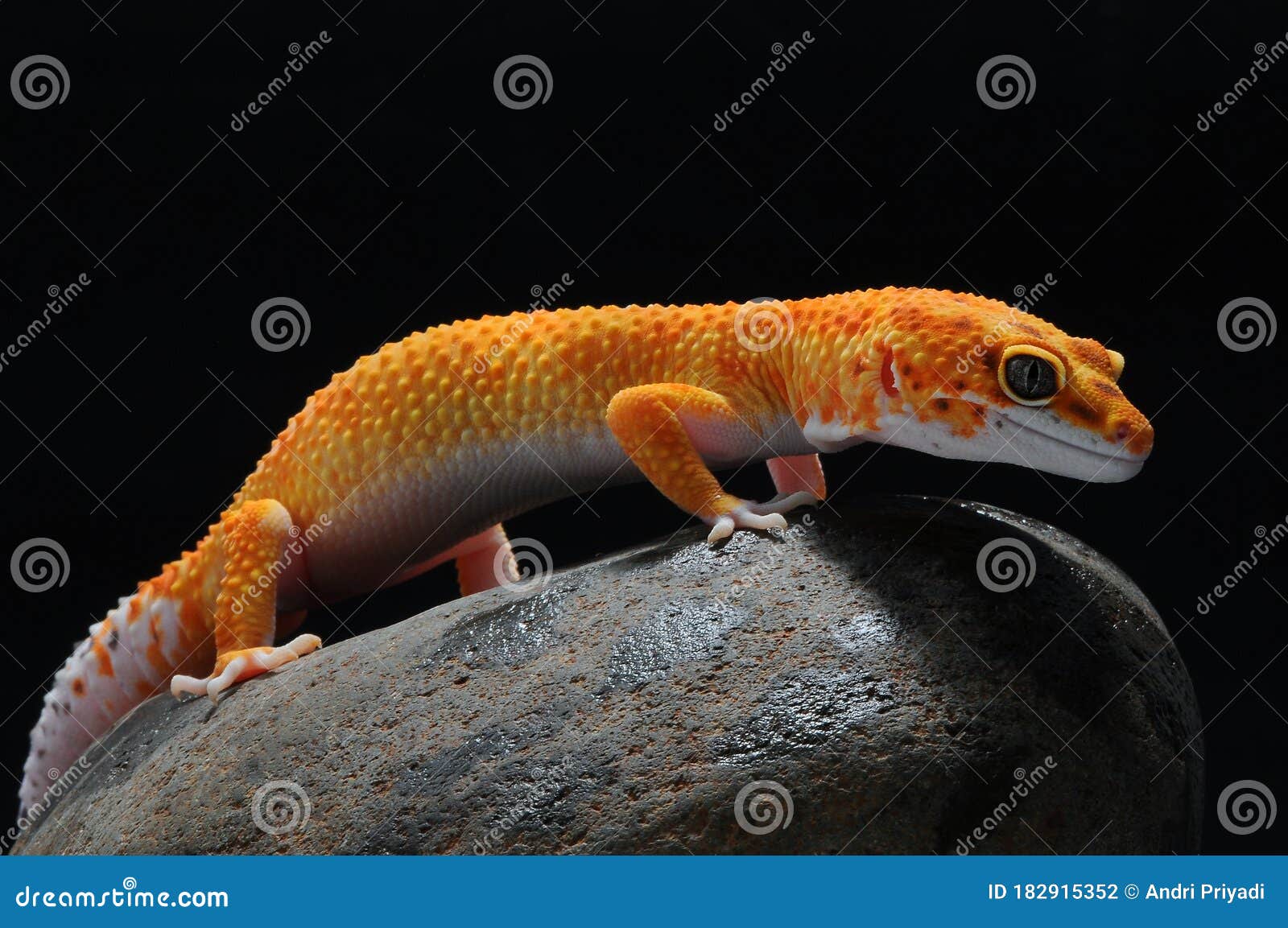 Common leopard gecko stock photo. Image of color, eublepharis - 182915352