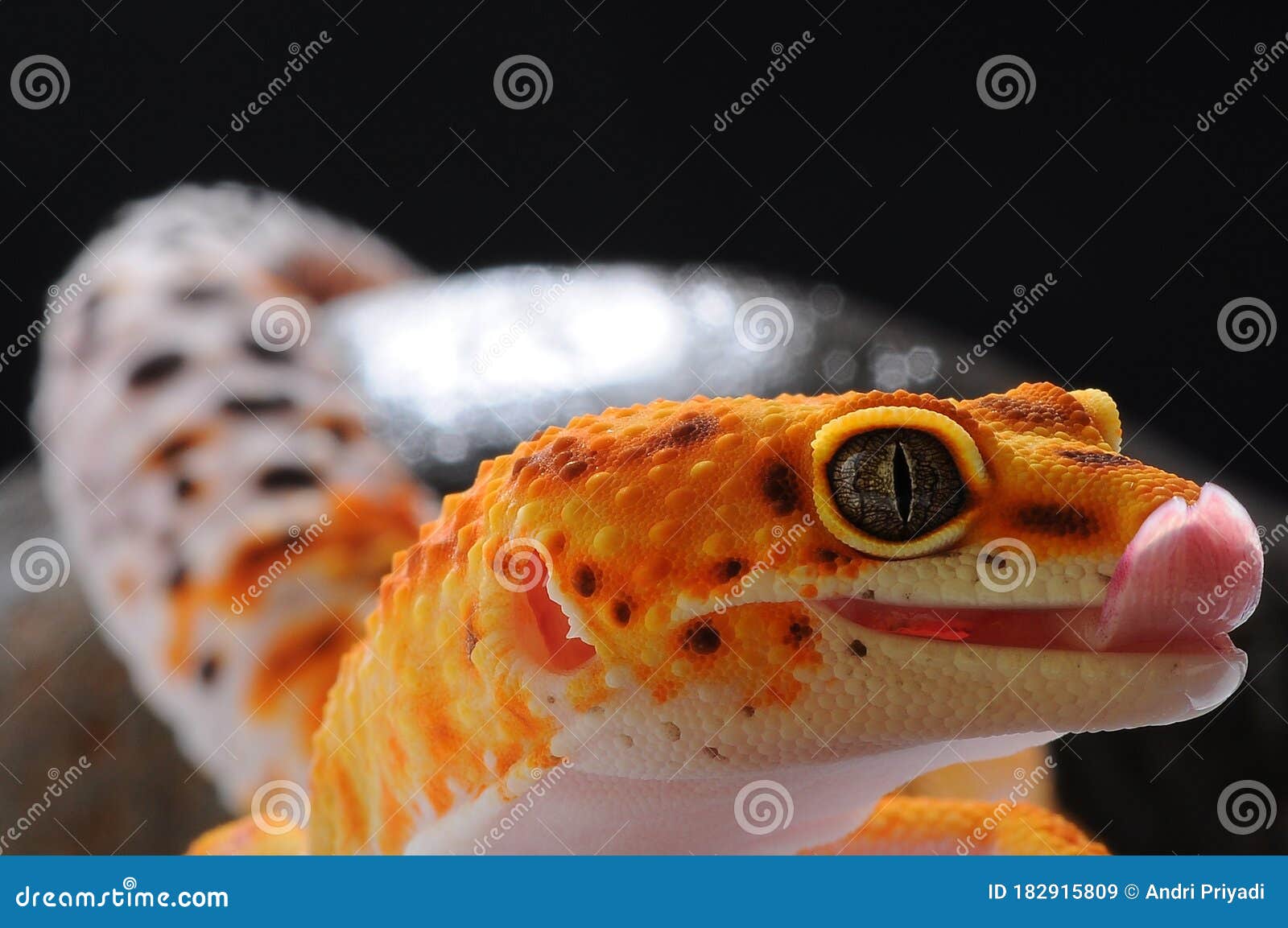 Common leopard gecko stock image. Image of reptiles - 182915809