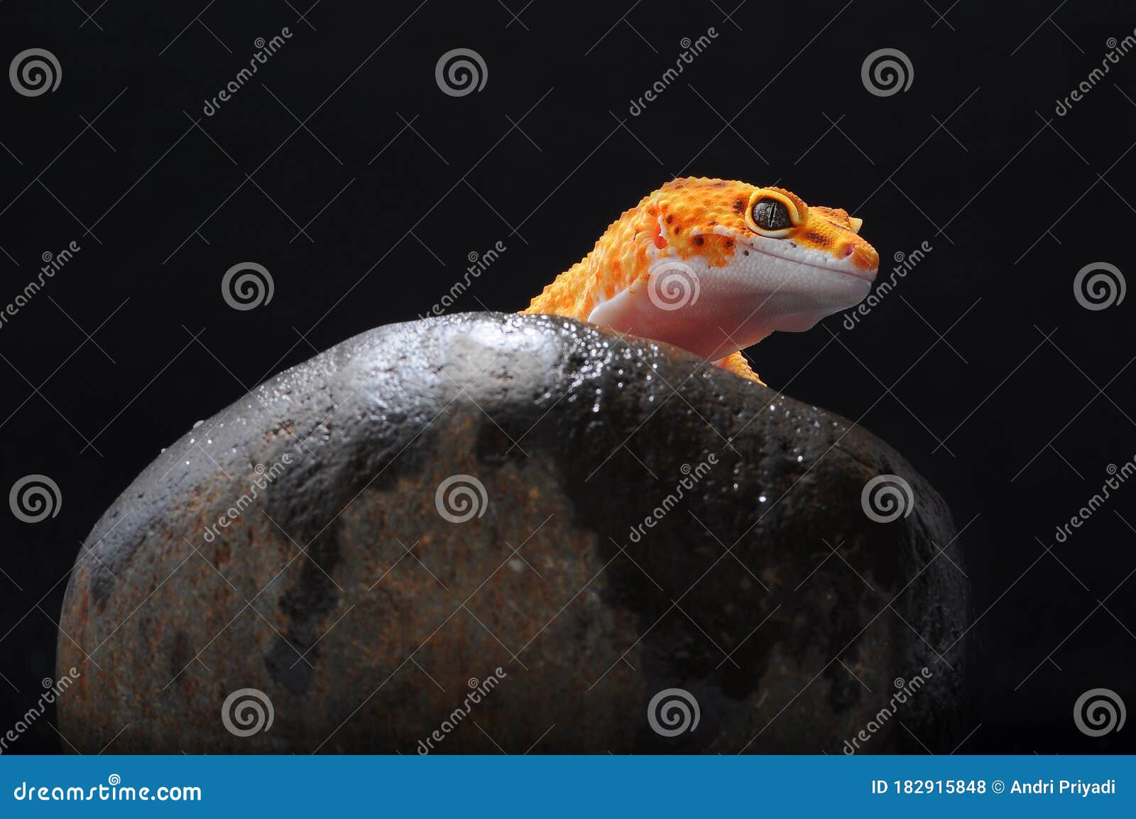 Common leopard gecko stock photo. Image of macro, macularius - 182915848
