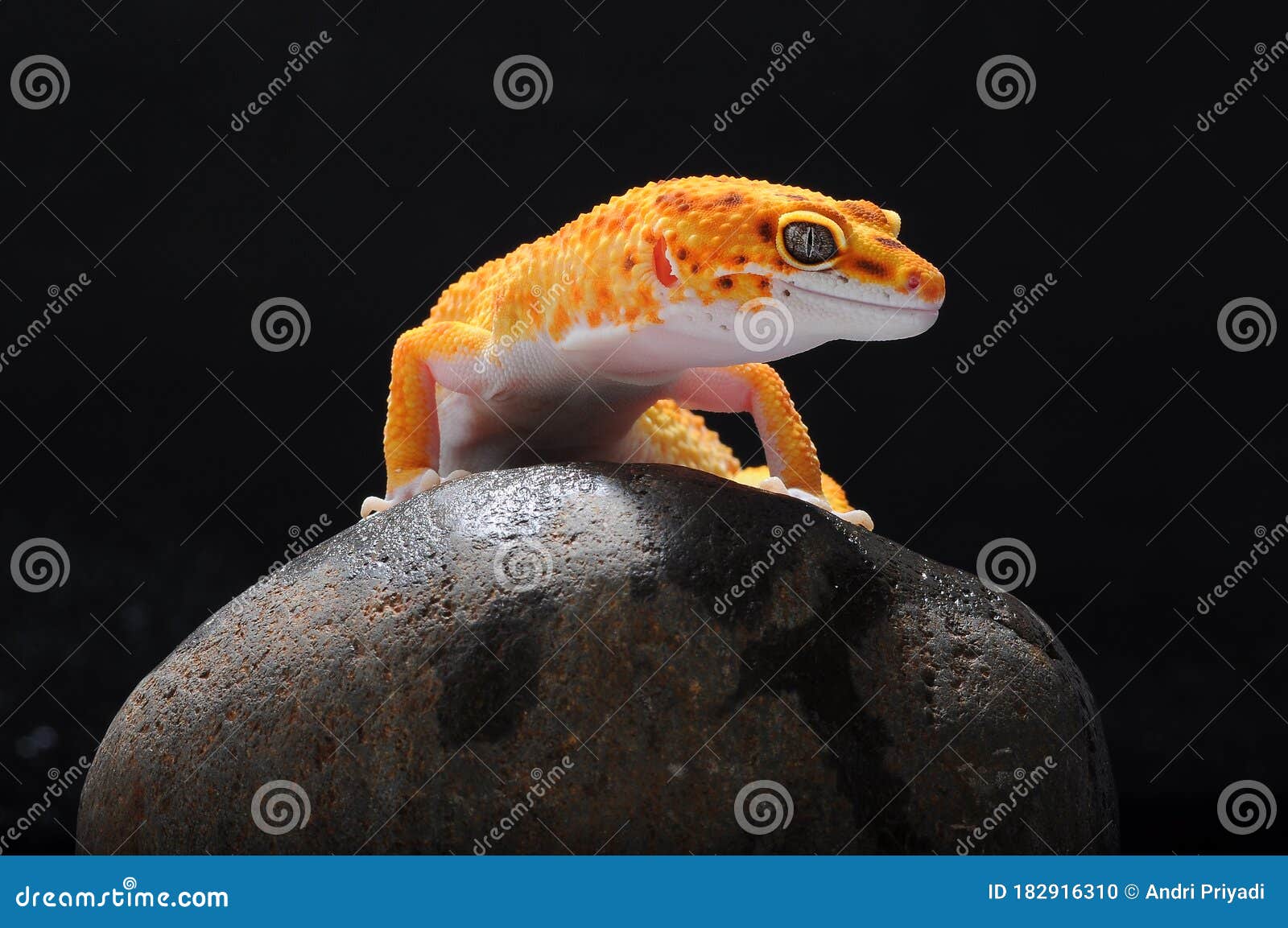 Common leopard gecko stock photo. Image of macro, reptiles - 182916310