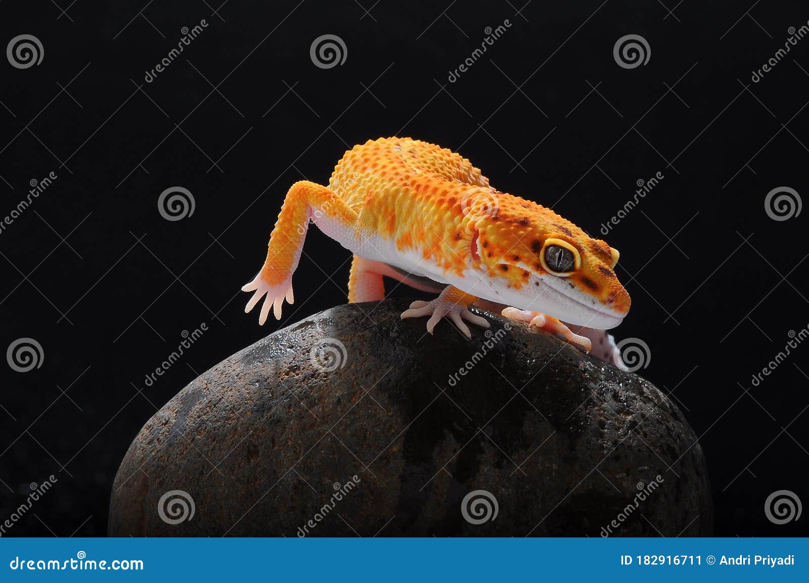 Common leopard gecko stock image. Image of macularius - 182916711