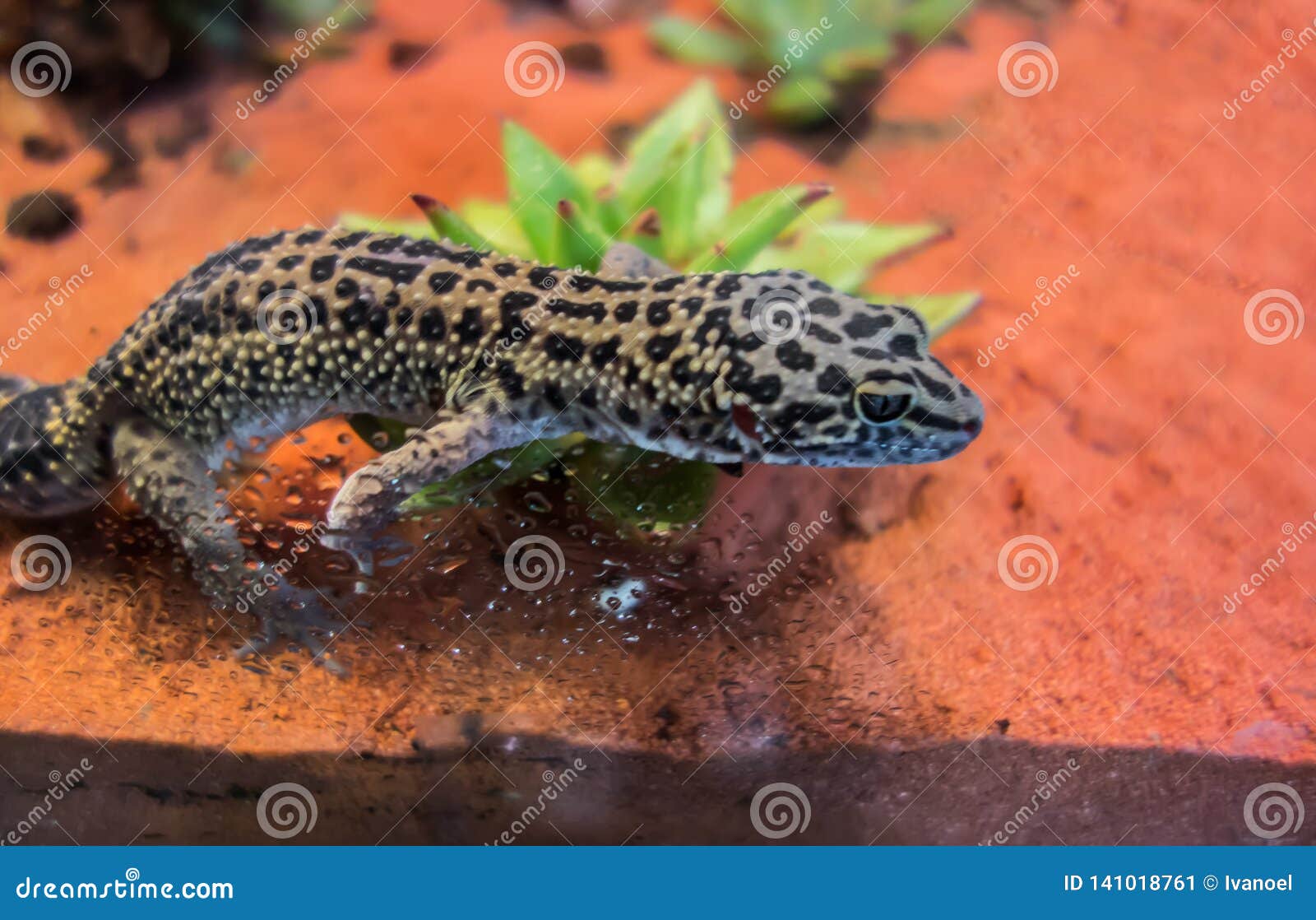 Common Leopard Gecko Eublepharis Macularius Stock Image - Image of ...