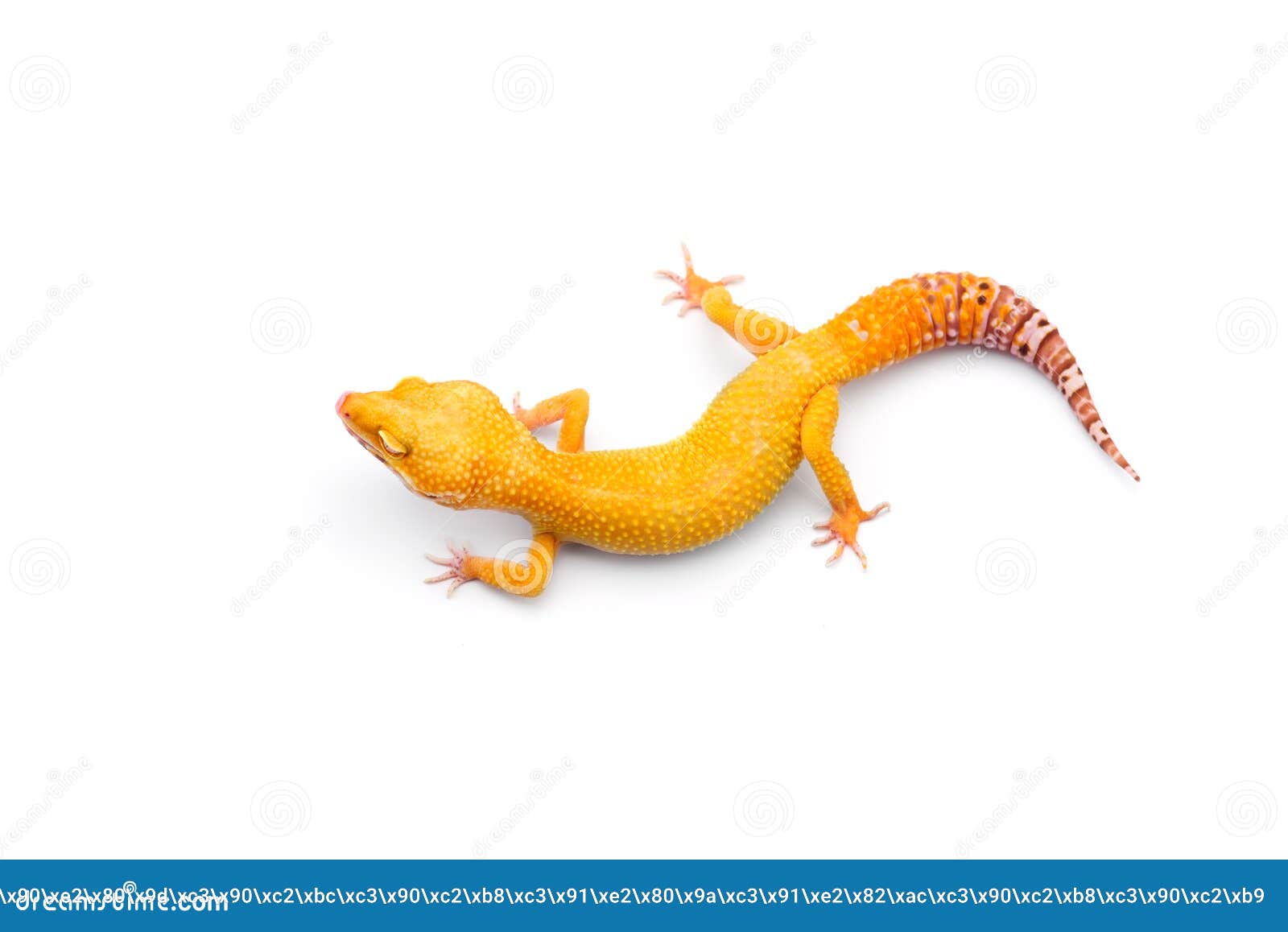 The Common Leopard Gecko Isolated on White Background Stock Photo ...