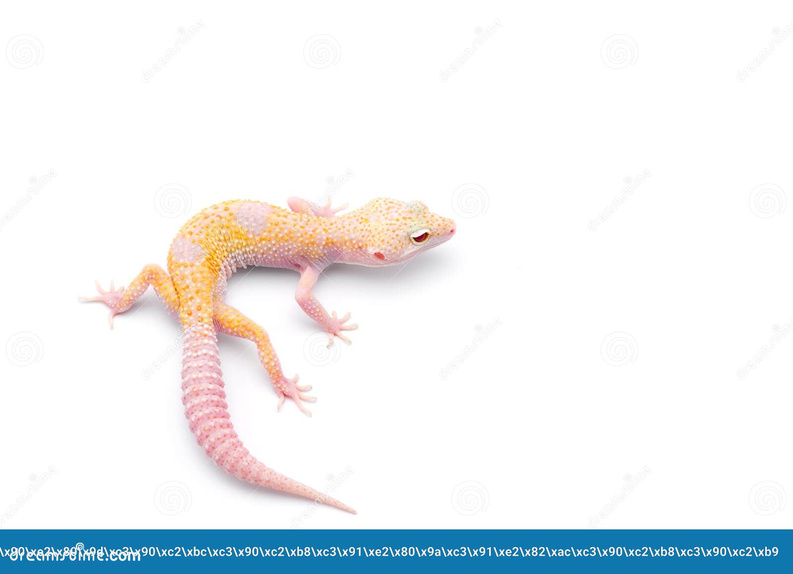 The Common Leopard Gecko Isolated on White Background Stock Photo ...