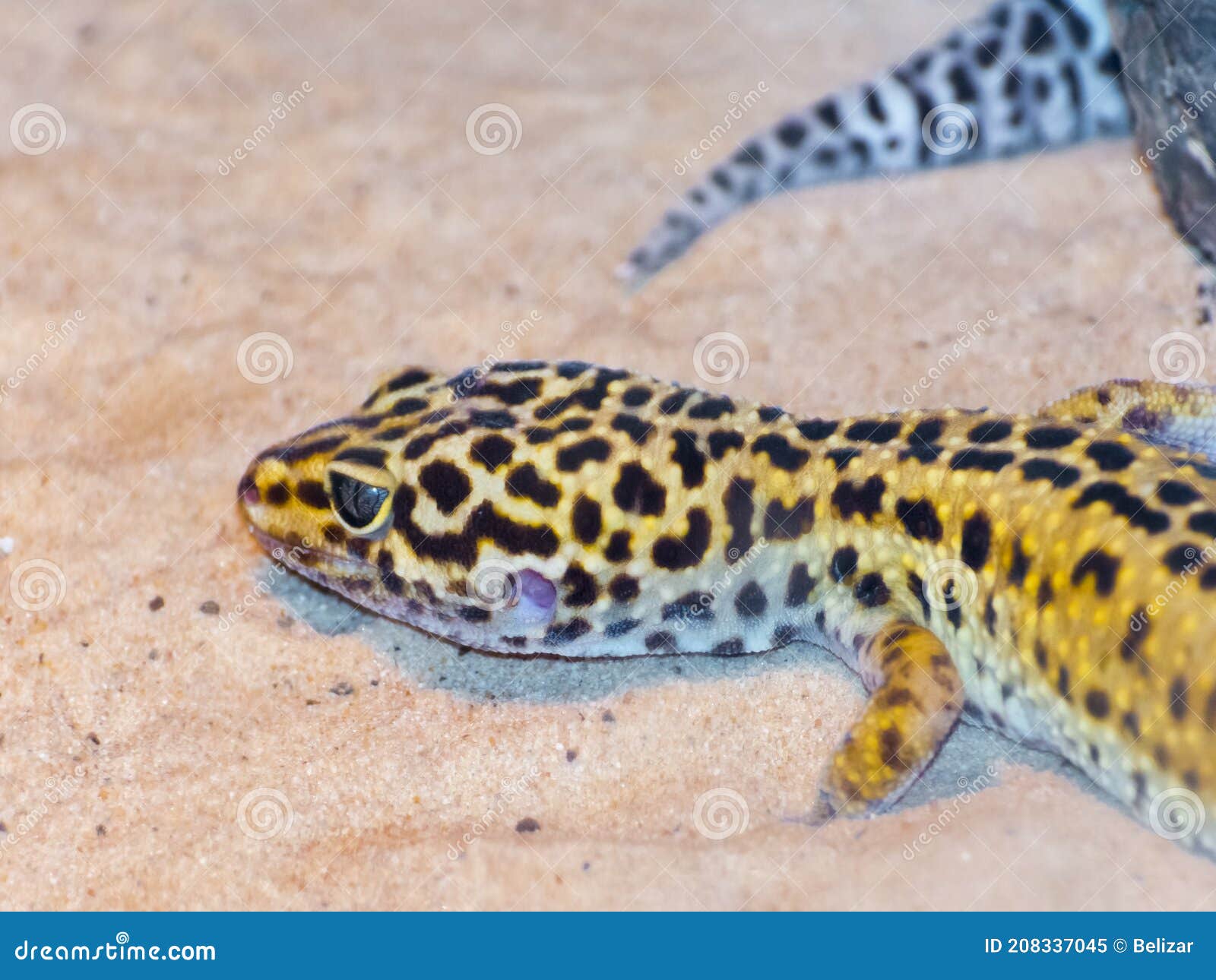 Common Leopard Gecko in a Sandy Terrarium Stock Image - Image of common ...
