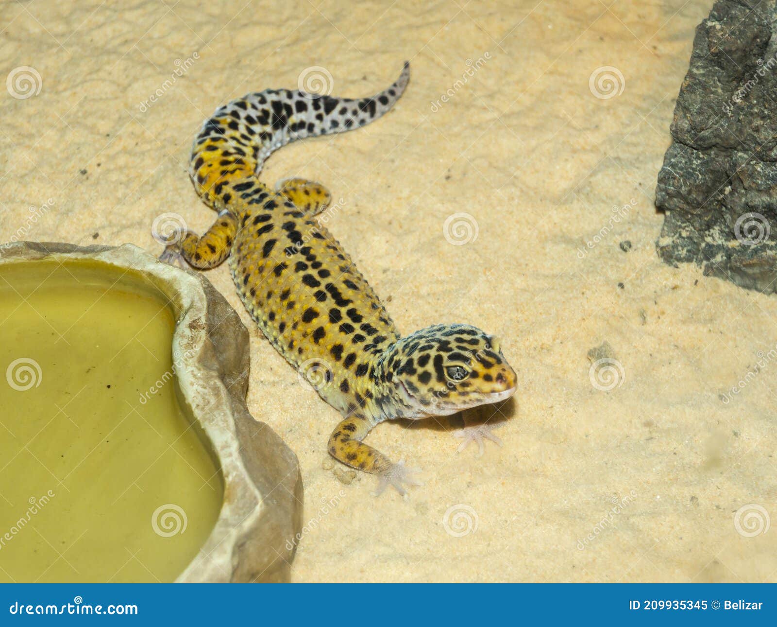 Common Leopard Gecko in a Sandy Terrarium Stock Image - Image of ...